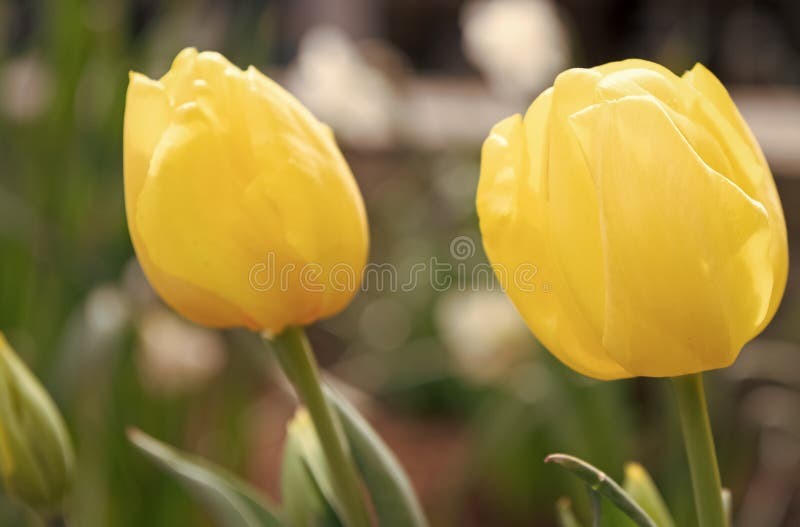 Fresh Tulip Flower Yellow Color with Copy Space Stock Photo - Image of ...