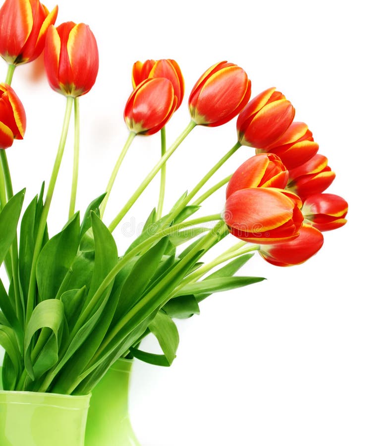 Fresh tulips stock image. Image of present, beauty, celebration - 13443251