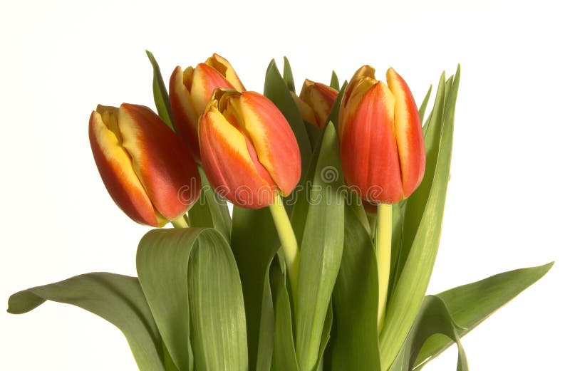 Tulip Bouquet stock image. Image of flower, mixed, gift - 118399