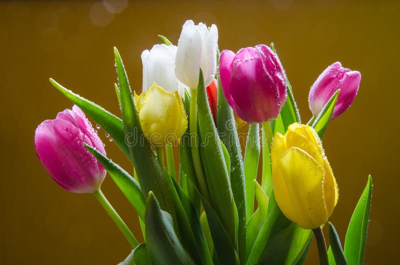 Fresh tulips stock photo. Image of vase, natural, bunch - 38249122