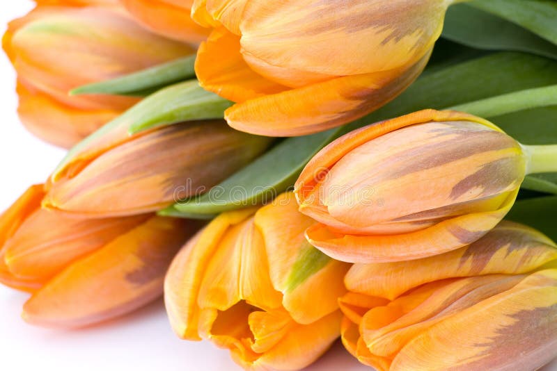 Fresh tulips stock photo. Image of bouquet, flora, colorful - 9332818