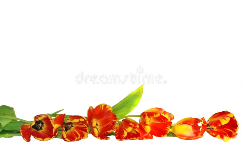 118 Tulip Bottom Border Stock Photos - Free & Royalty-Free Stock Photos ...