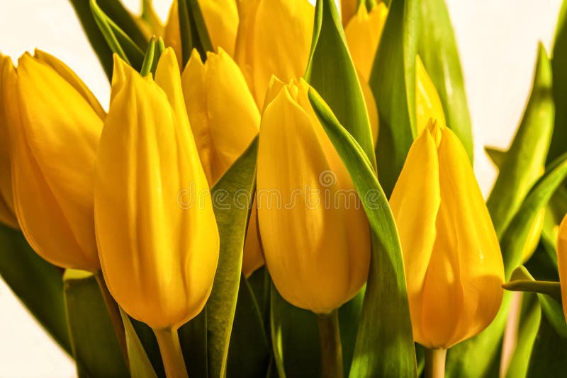 Fresh Tulips stock image. Image of nature, fresh, plant - 55857287