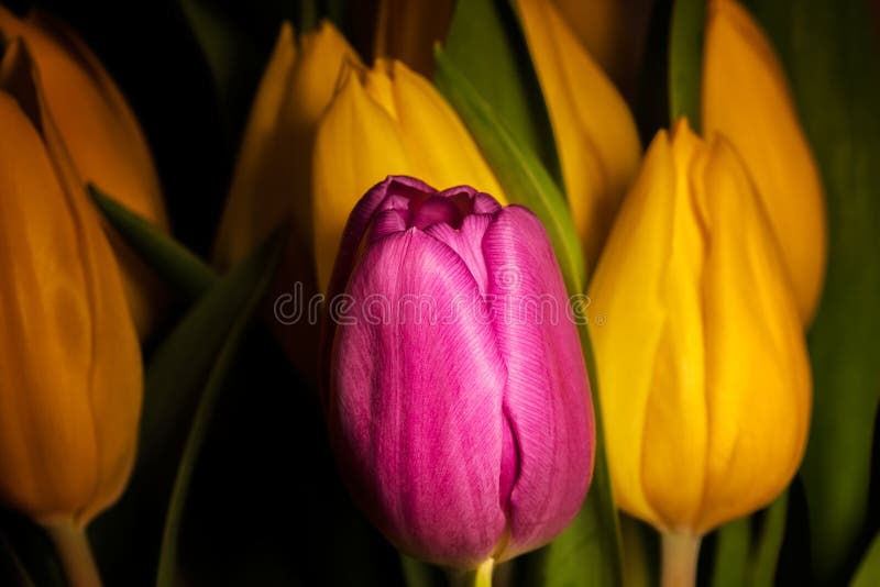 Fresh Tulips stock photo. Image of blooming, yellow, nature - 55818572