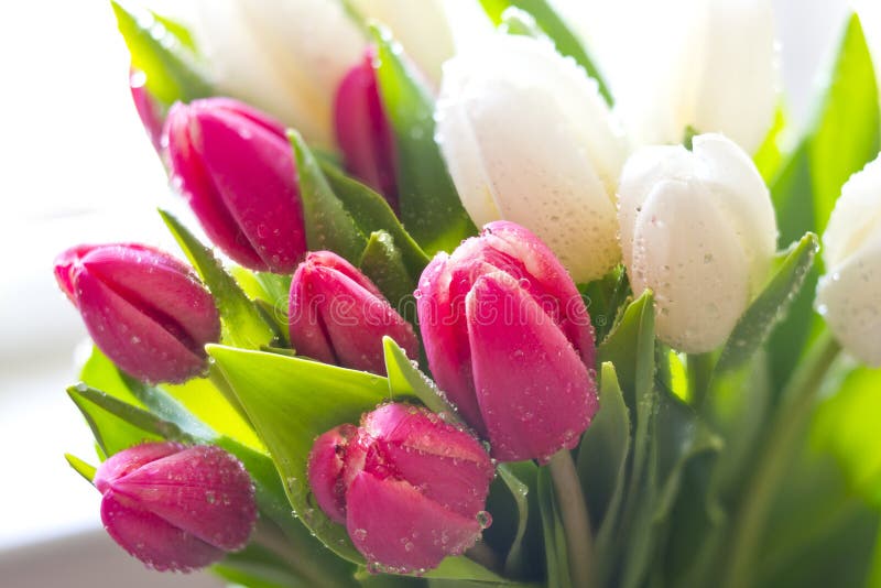 Fresh Tulips stock photo. Image of celebration, birthday - 39625004