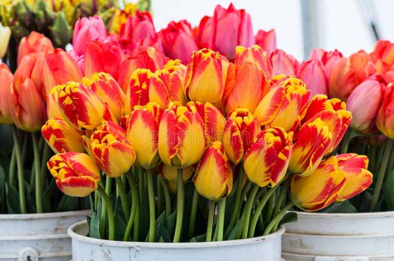 Fresh tulips on display stock photo. Image of holiday - 26021648