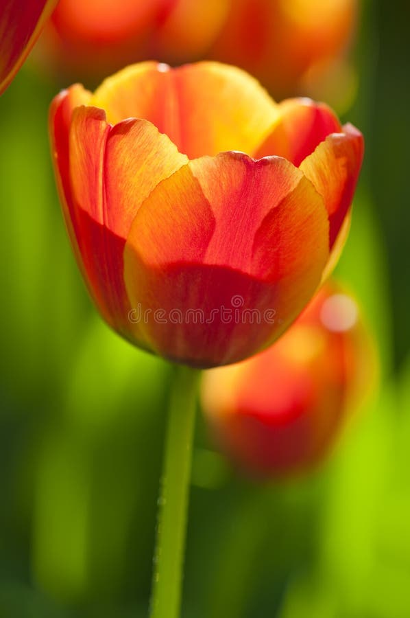 Fresh Tulips in Warm Sunlight Stock Image - Image of field, botany ...