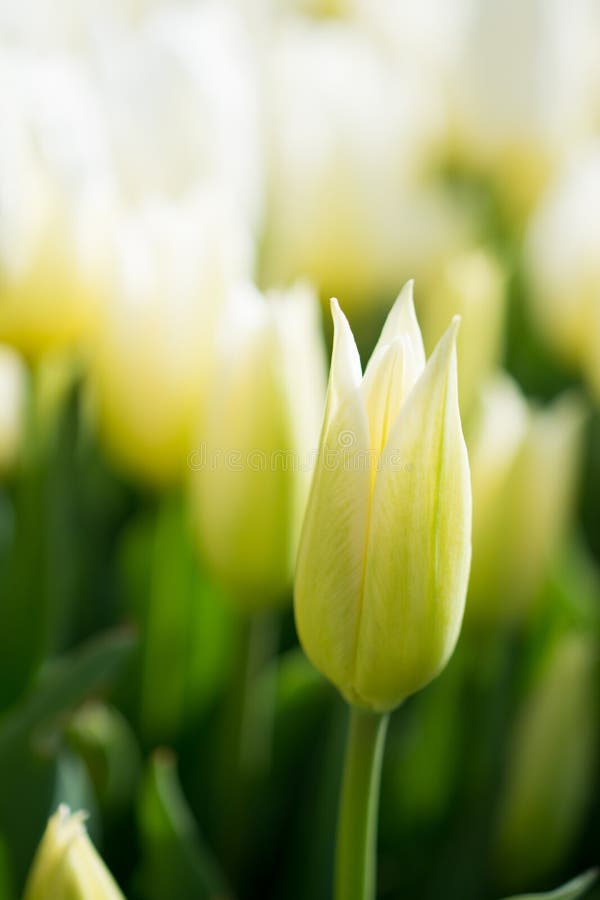 Fresh Tulips of White Color Stock Photo - Image of stem, tulip: 69542320