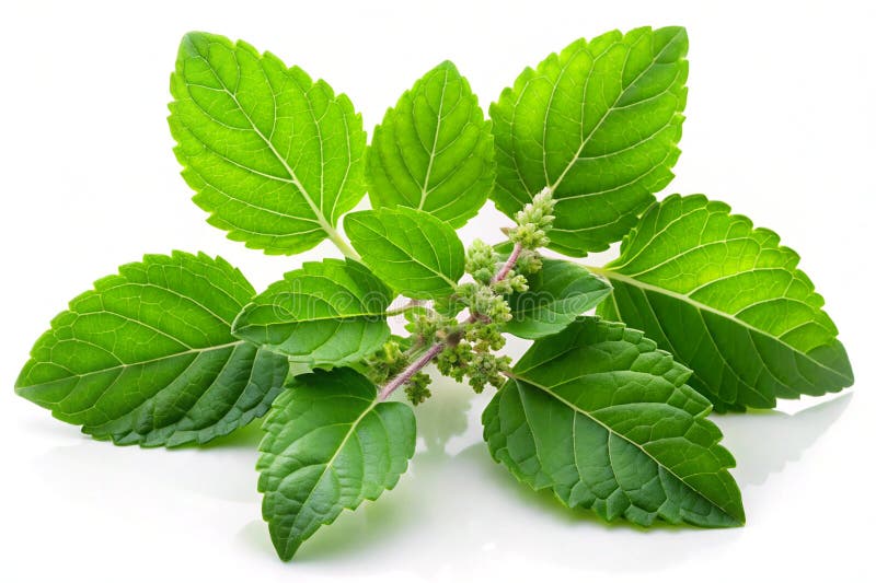 Fresh Tulsi Leaves with Medicinal Properties, Isolated on White ...