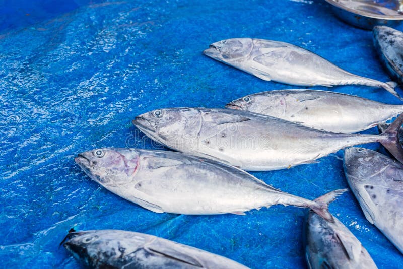 Fresh tuna stock photo. Image of commercial, fish, catch - 87460986