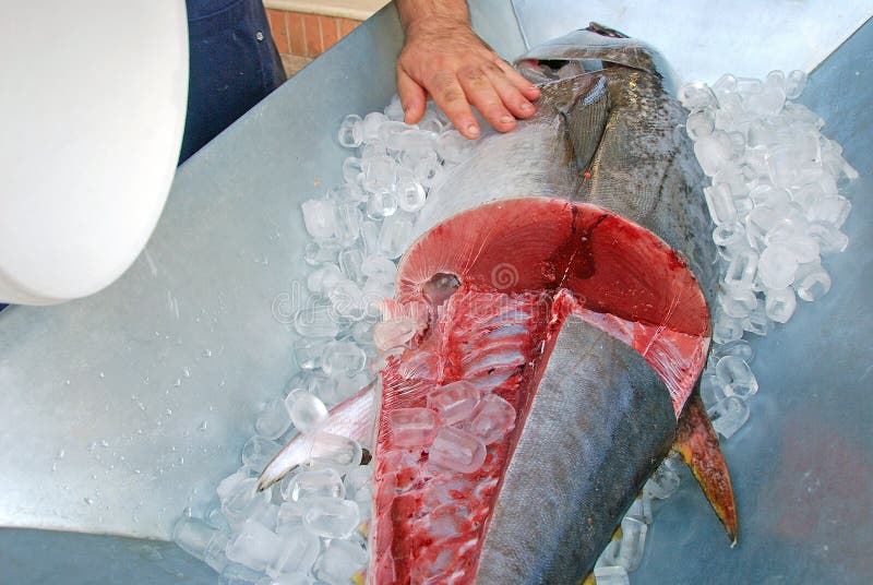 The fresh tuna in ice stock photo. Image of wealth, holiday - 79536464