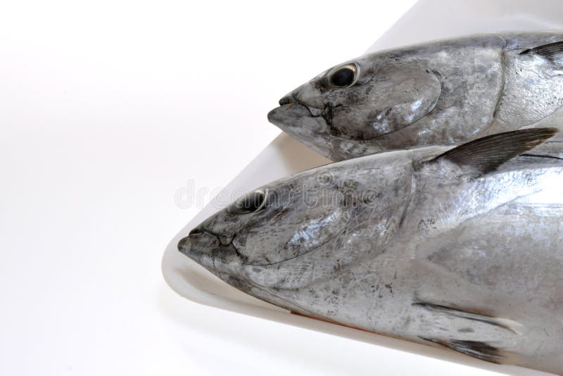 Fresh tunas stock photo. Image of natural, closeup, mediterranean ...