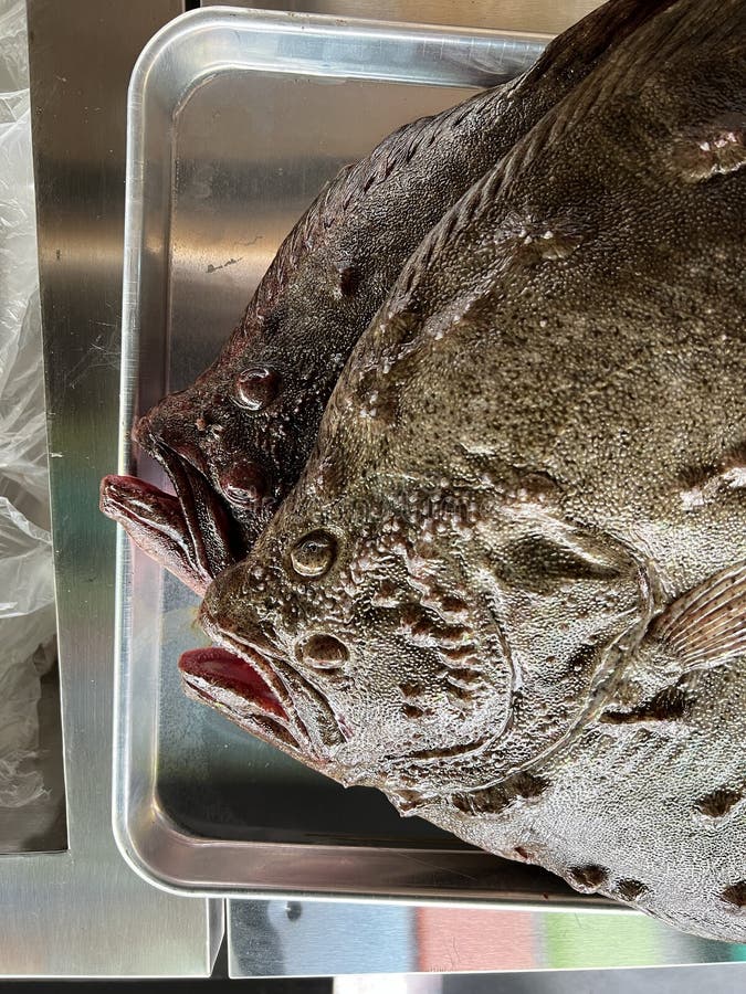 Fresh Turbot Fish Lying on a Metal Tray in a Restaurant Kitchen Stock ...