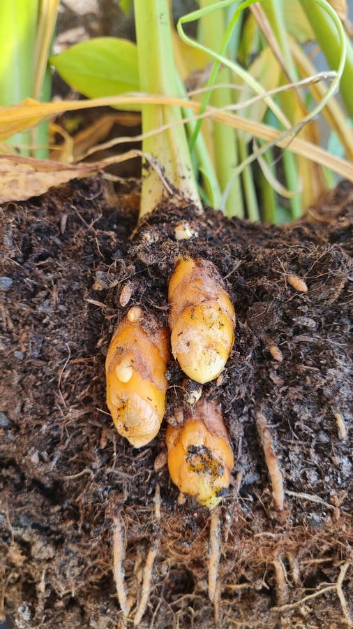 Fresh Turmeric Rhizomes or Roots Fresh from Soil Stock Photo - Image of ...