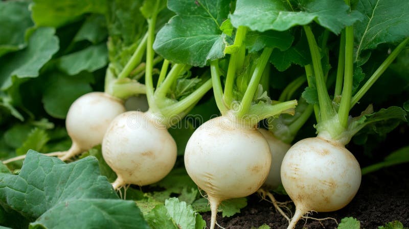 Fresh Turnips in a Garden Bed, Organic Farming Concept Stock Photo ...