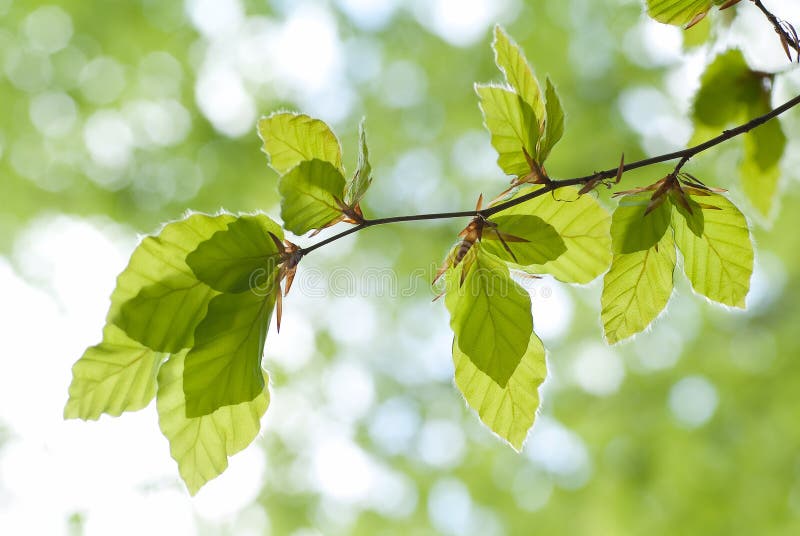 Fresh twig book stock image. Image of backlight, nature - 25399901