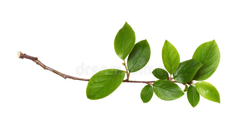 Fresh Twig with Green Leaves Stock Photo - Image of branch, fresh ...