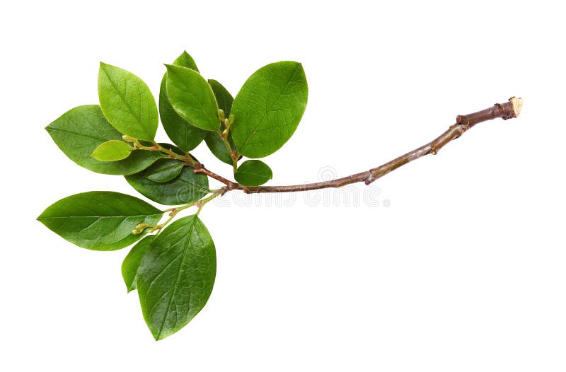 Fresh Twig with Green Leaves Stock Photo - Image of sprig, leaves ...