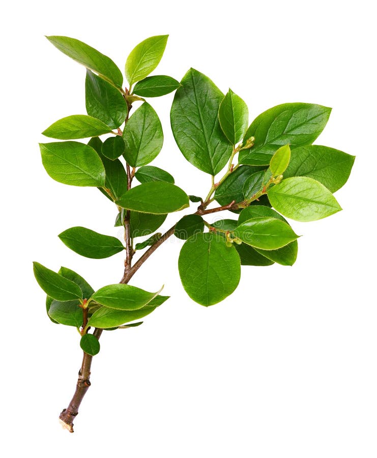 Fresh Twig with Green Leaves Stock Image - Image of spire, small: 171468809