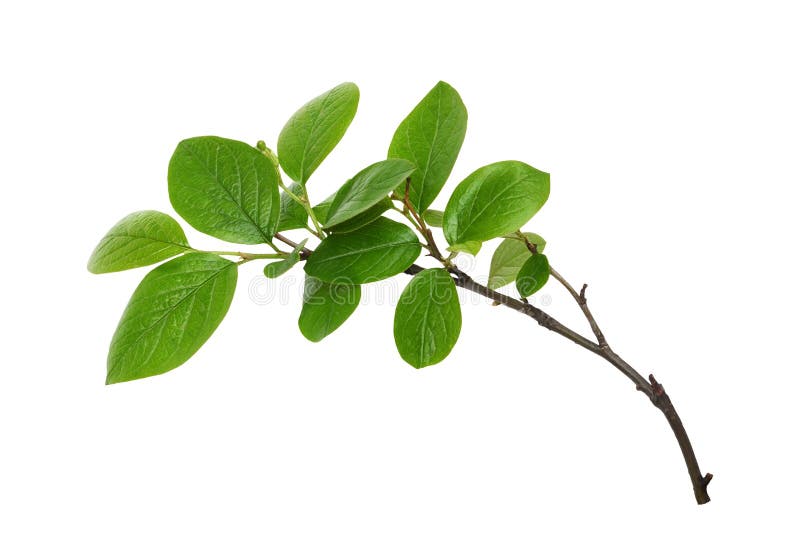 Fresh Twig with Green Leaves Isolated Stock Photo - Image of foliage ...