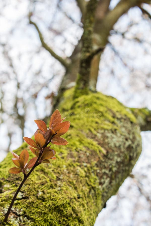 Fresh Twig Growth stock image. Image of leaves, brown - 54394603