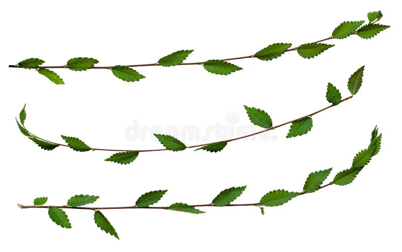 Fresh Twigs with Green Leaves Stock Photo - Image of fresh, close ...