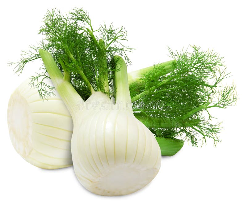Fresh fennel stock photo. Image of eating, object, fennel - 51784986
