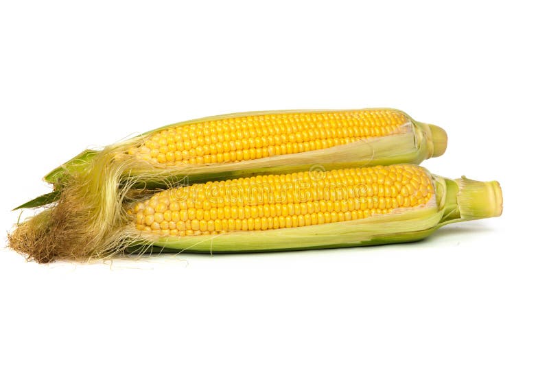 Fresh Uncooked Corn on the Cob Stock Photo - Image of food, vegetarian ...