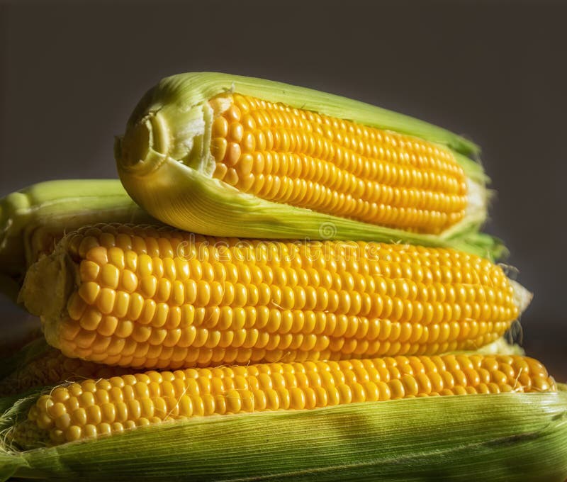 Fresh maize stock photo. Image of summer, fresh, gold - 2939158