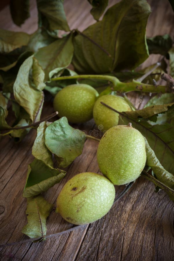 Fresh unripe green walnuts stock image. Image of spring - 118807723