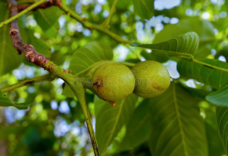 Fresh walnuts on tree stock image. Image of fruit, healthy - 120084327