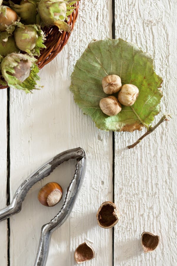 Fresh Unripe Hazelnuts stock image. Image of wood, food - 20901385