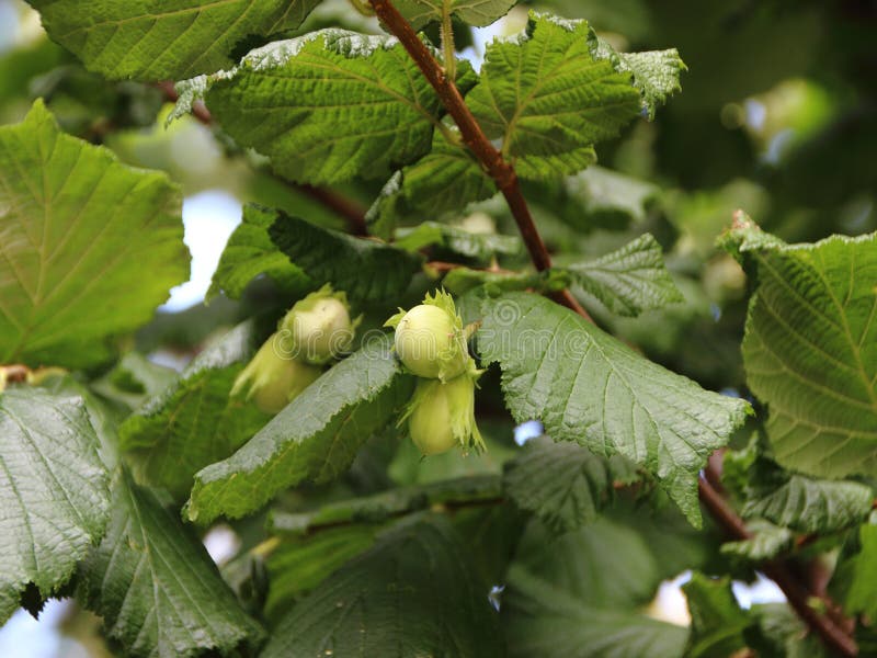 Fresh Unripe Hazelnuts on Nut Tree Branch Stock Photo - Image of ...