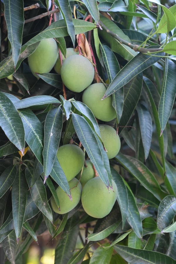 Fresh Unripened Mangos on a Mango Tree Stock Photo - Image of leaves ...