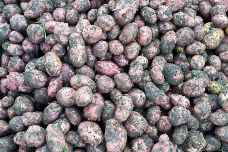 Fresh unwashed potatoes stock photo. Image of agriculture - 62754822