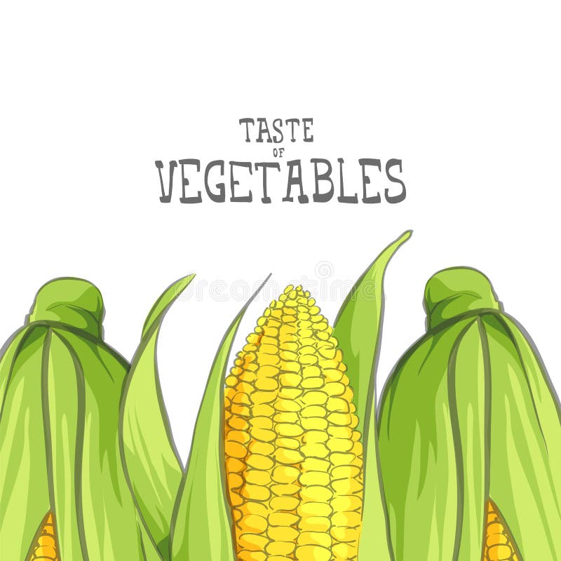 Fresh vector maize stock vector. Illustration of drawing - 141156357