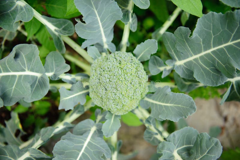 Fresh vegatable stock image. Image of leaf, harvesting - 12683677