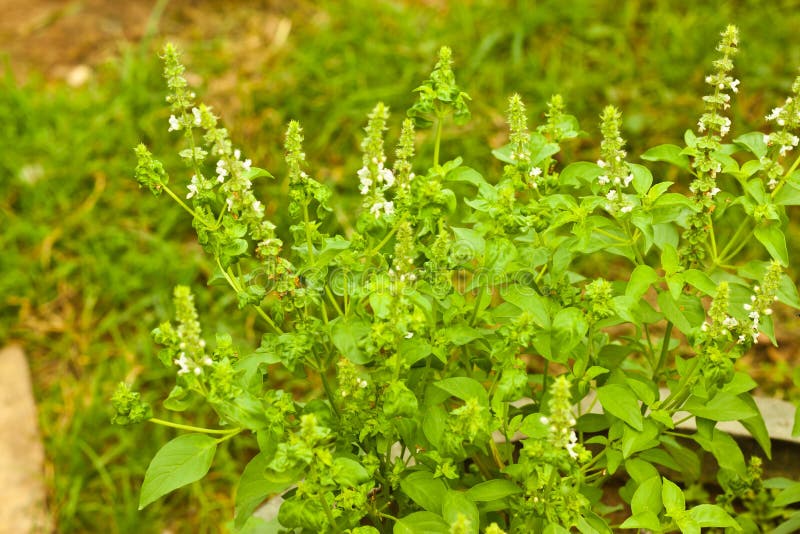 Rama Tulsi plant stock image. Image of agriculture, decorative - 8056841
