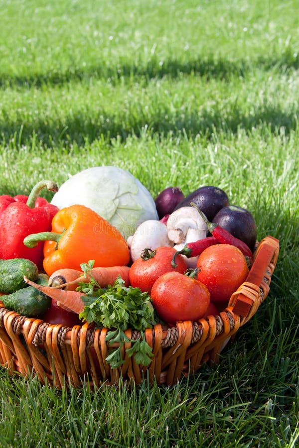 Fresh vegetable stock photo. Image of color, tomato, grass - 21517850