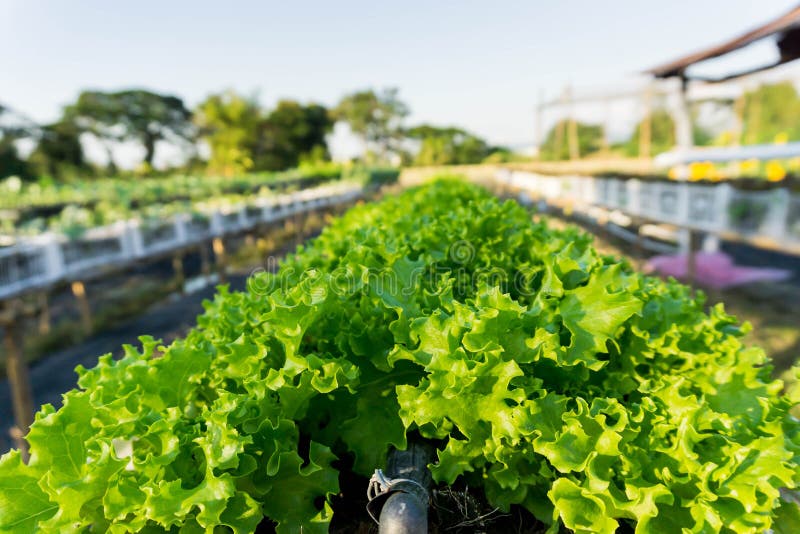 Fresh Vegetable Garden Farms Stock Image - Image of garden, nursery ...