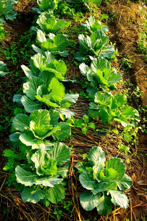 Fresh vegetable on ground stock photo. Image of natural - 32772100