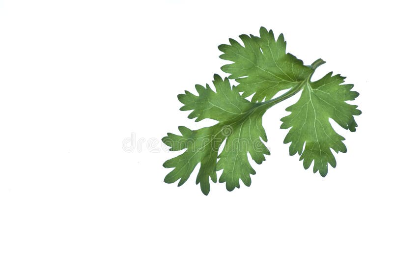 Fresh vegetable leaf stock image. Image of asia, macro - 17835103