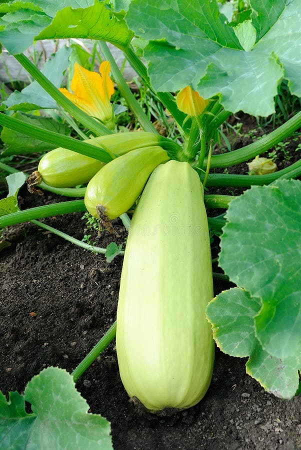 Fresh vegetable marrow stock image. Image of close, rural - 34956843