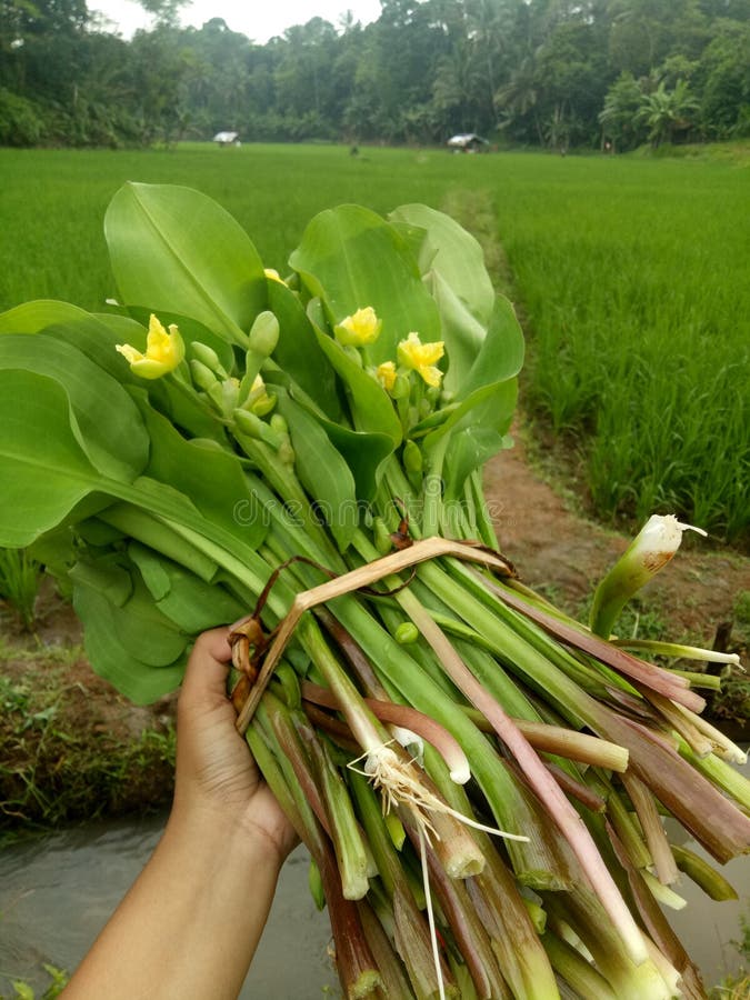 Fresh Vegetable Named Genjer Stock Image - Image of genjer, vegetable ...