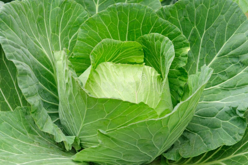 Fresh vegetables stock image. Image of health, full, background - 12683701