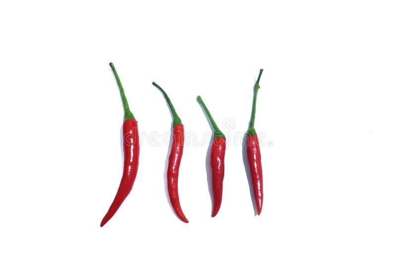 Red Hot Chilli ,tropical Herbs Plants Ingredient of Thai Food Menu ,Som ...