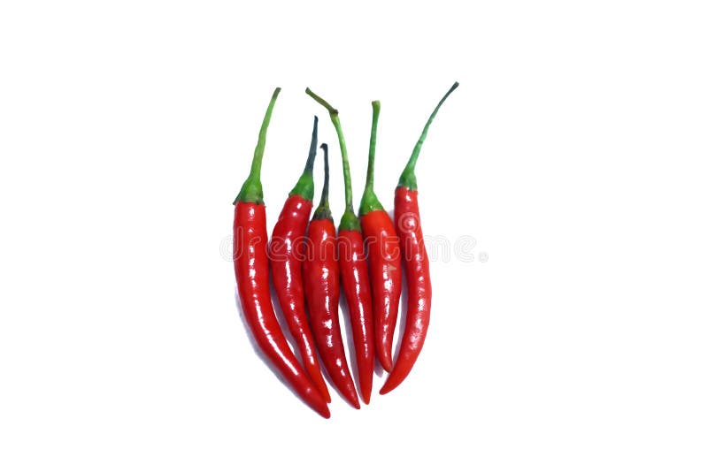 Red Hot Chilli ,tropical Herbs Plants Ingredient of Thai Food Menu ,Som ...