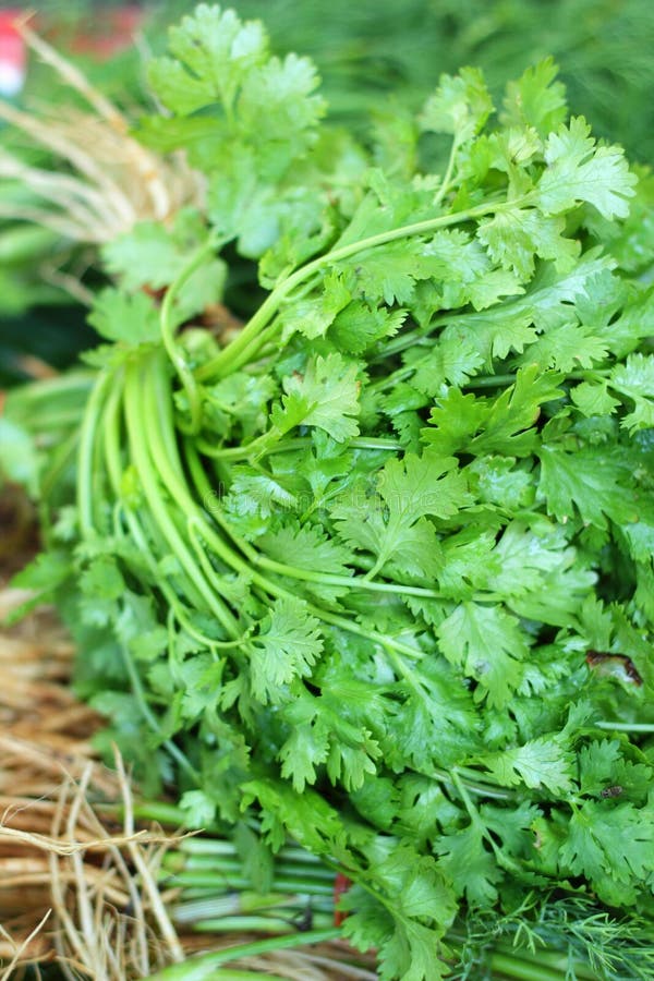 Fresh Vegetables - Coriander in the Market. Stock Photo - Image of life ...