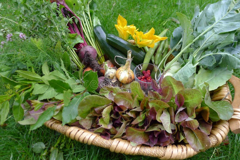 Fresh Vegetables from the Garden, the Netherlands Stock Photo - Image ...