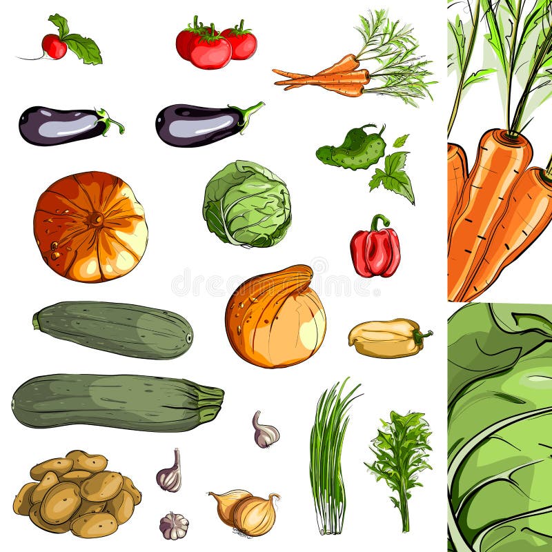 Fresh Vegetables Sketch Collection Stock Illustration - Illustration of ...